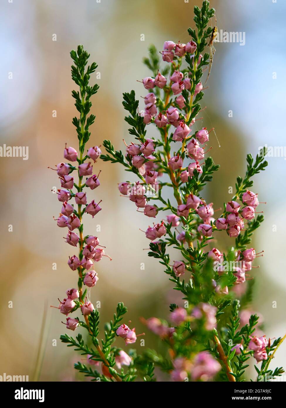 Common heather, Calluna vulgaris Stock Photo - Alamy