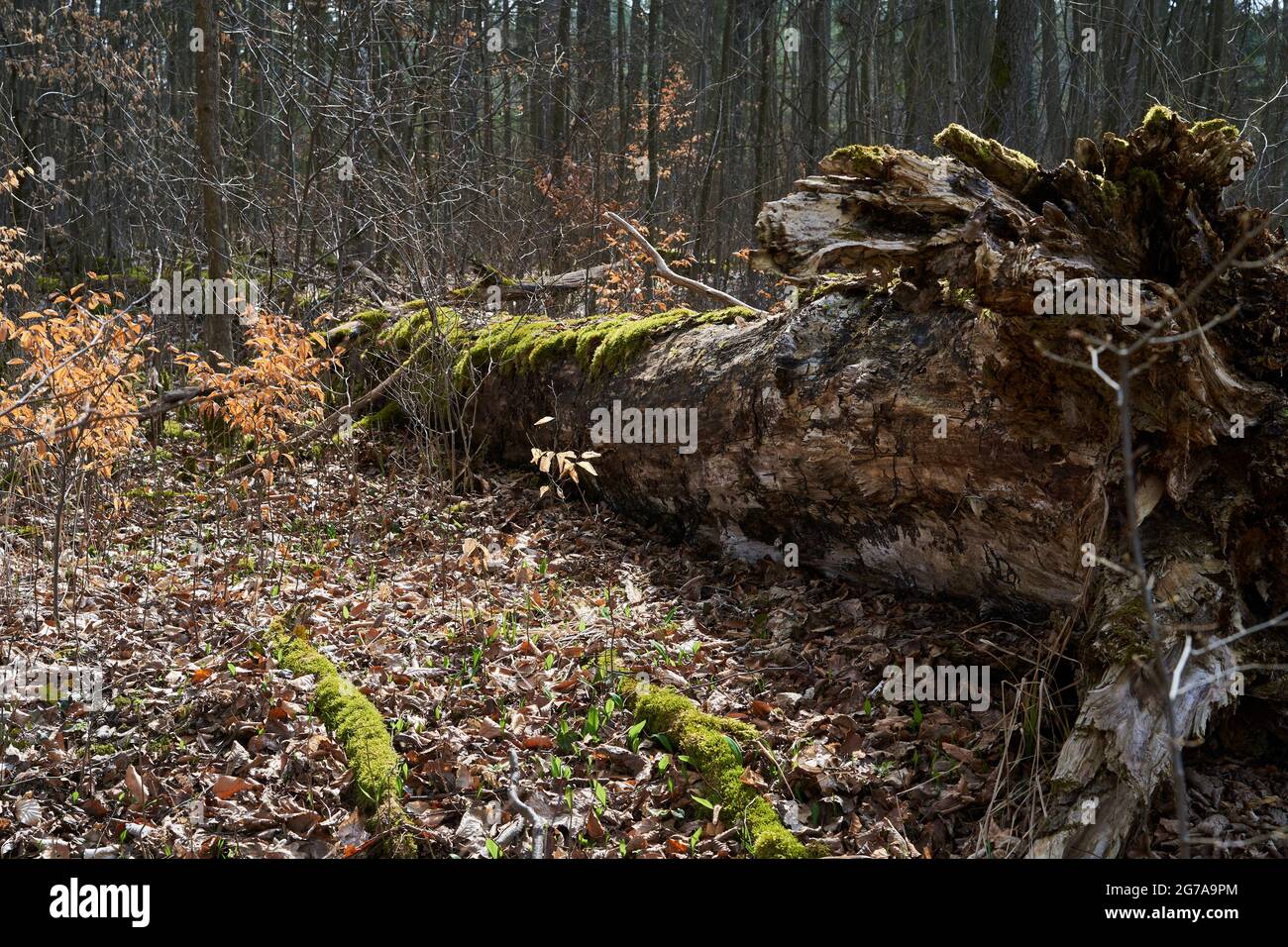 Alluvial forest and hardwood floodplain in spring hi-res stock ...