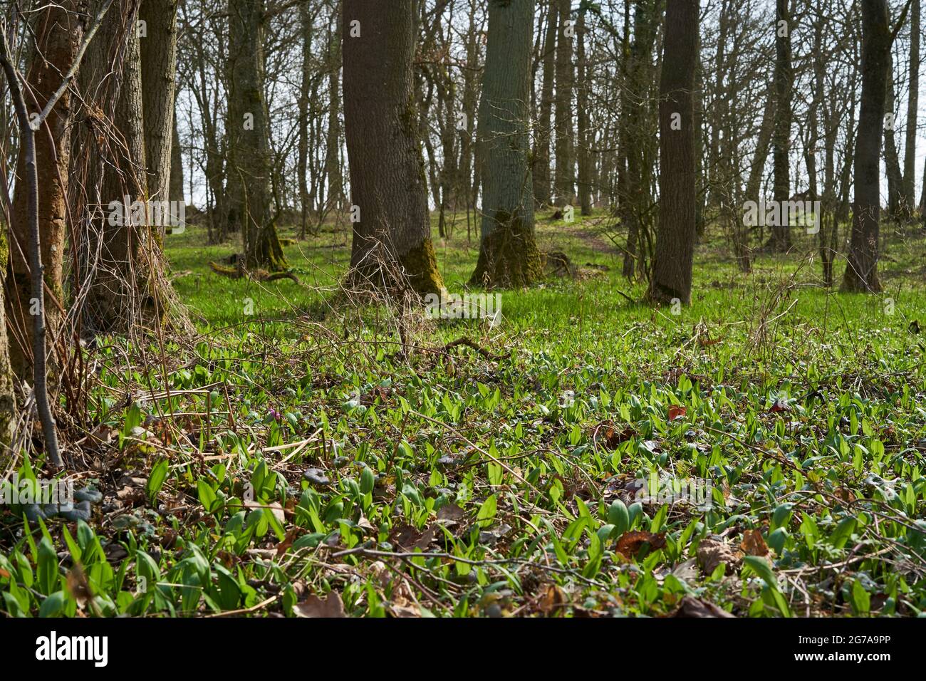 Alluvial forest and hardwood floodplain in spring hi-res stock ...