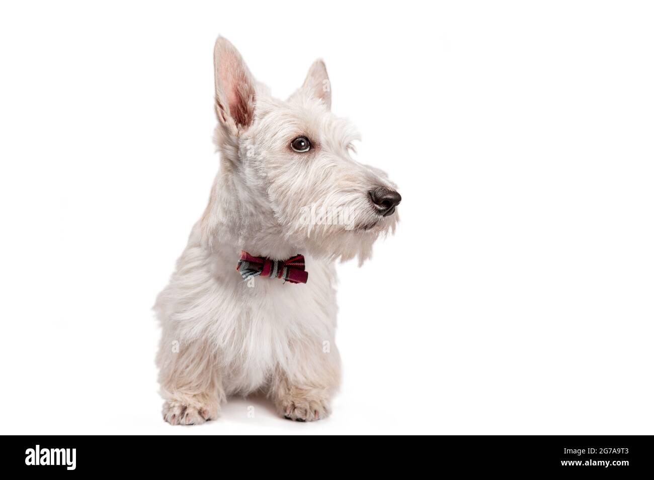 white scottish terrier puppy on a light background studio shot Stock ...