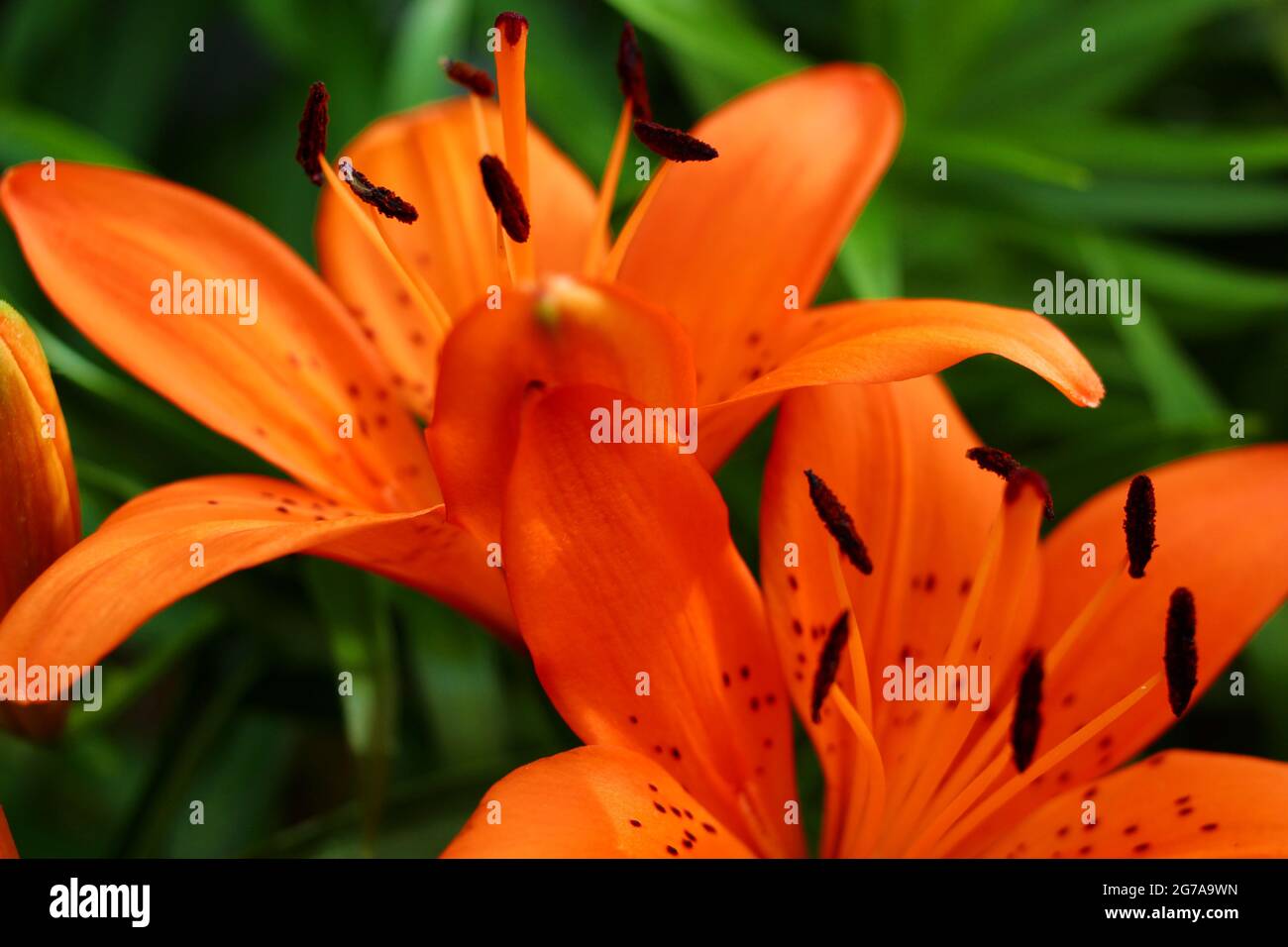 Garden tiger lilies lilium hi-res stock photography and images - Alamy