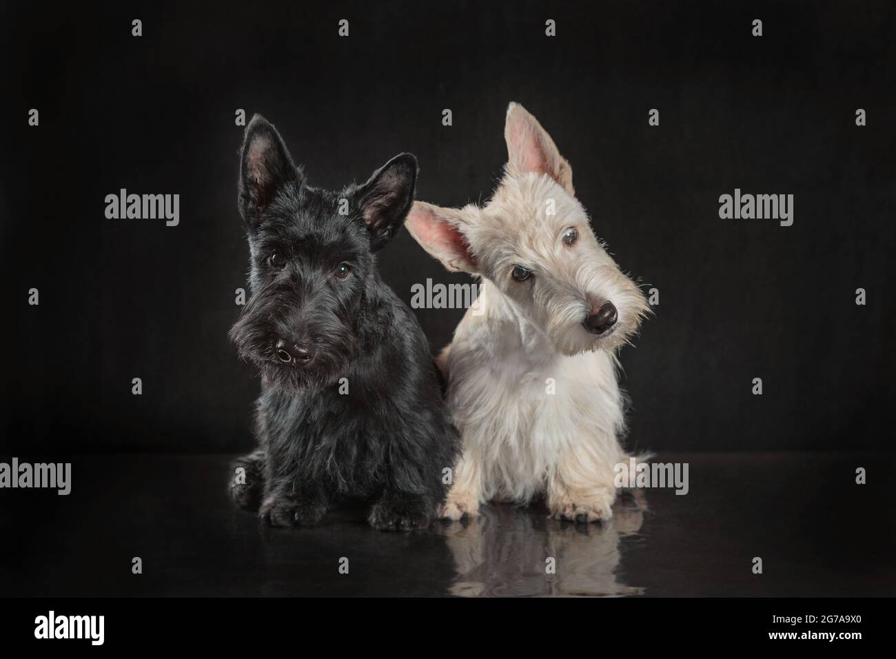 pair of black and white scottish terrier puppies on dark background ...