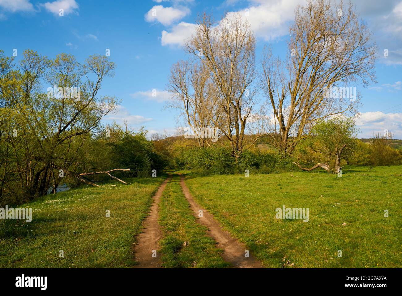 Plant of sandy grassland hi-res stock photography and images - Alamy