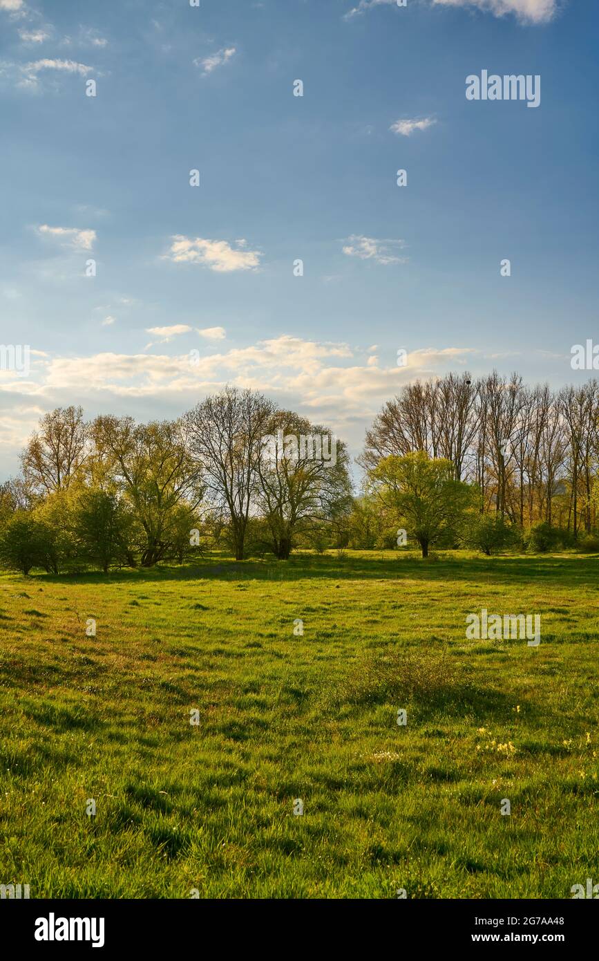Plant of sandy grassland hi-res stock photography and images - Alamy