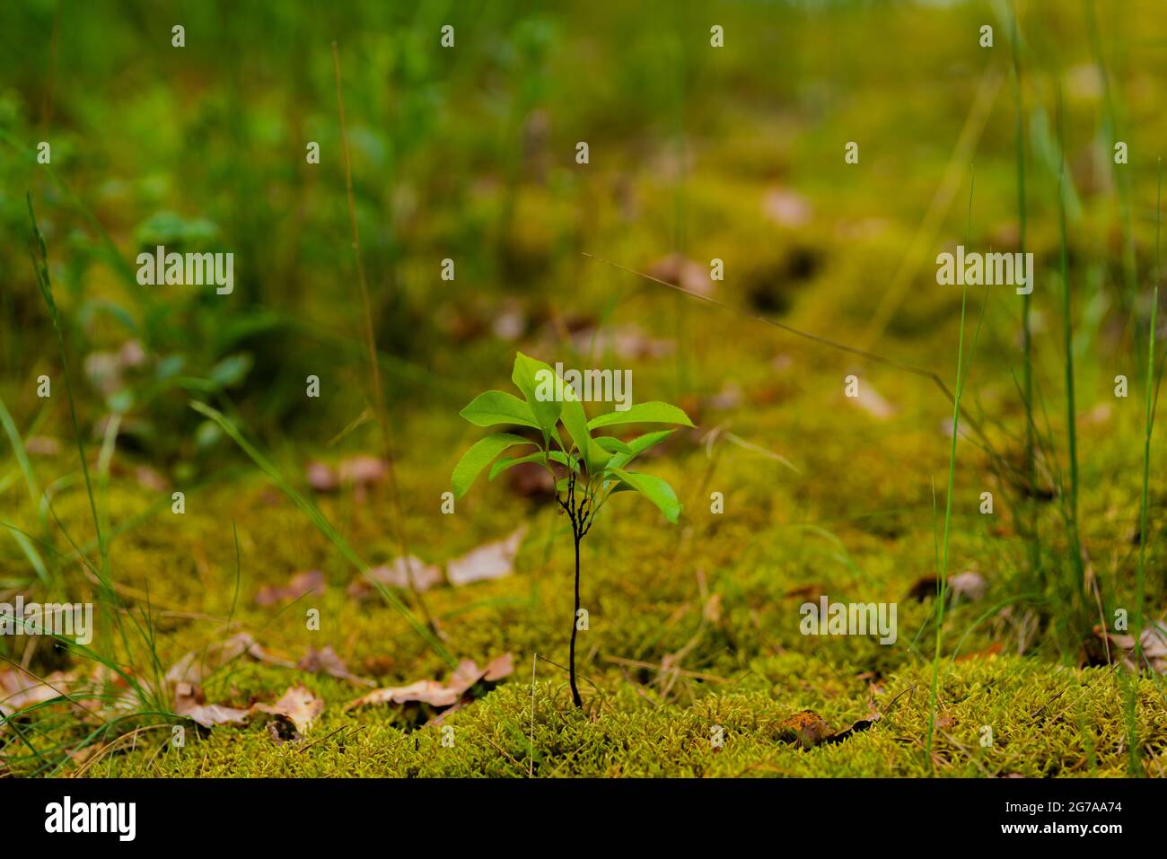 a young tree in the forest, young deciduous tree on moss-covered forest ...