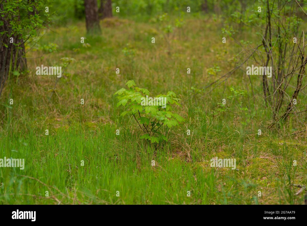 Very young maple tree in the forest in spring Stock Photo - Alamy