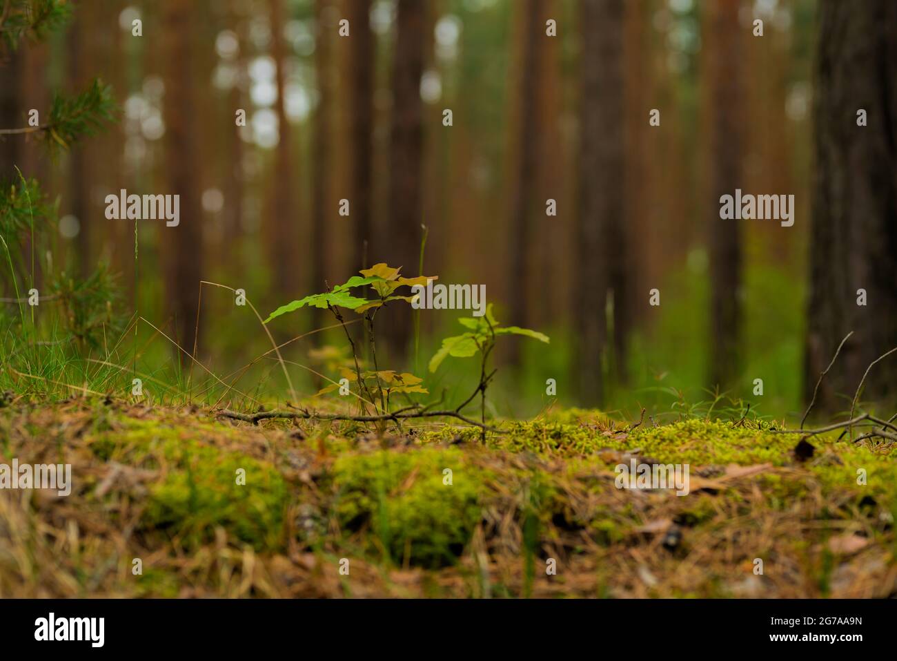 A young oak tree in the forest, young little oak in a pine forest Stock ...