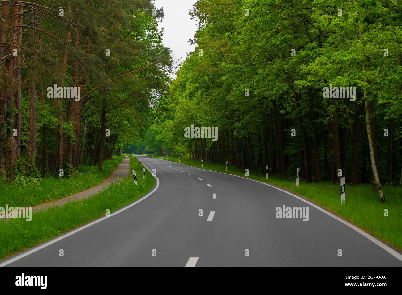 Country road in spring, Trees with fresh green leaves on the roadside ...