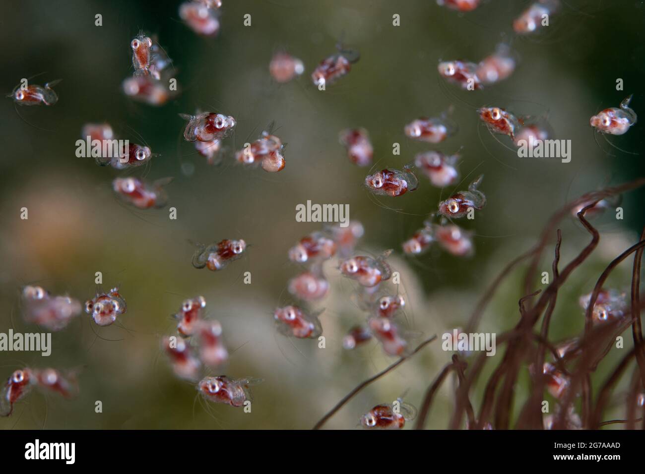 Mysids hi-res stock photography and images - Alamy