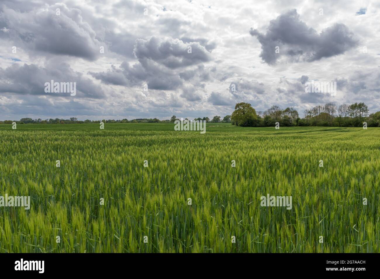 Environment large hi-res stock photography and images - Alamy