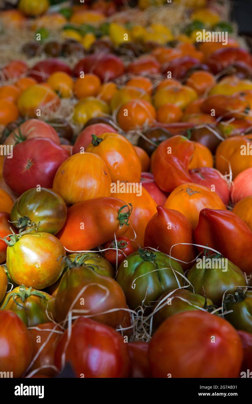 different, colorful tomato varieties on the market, Provence, France ...