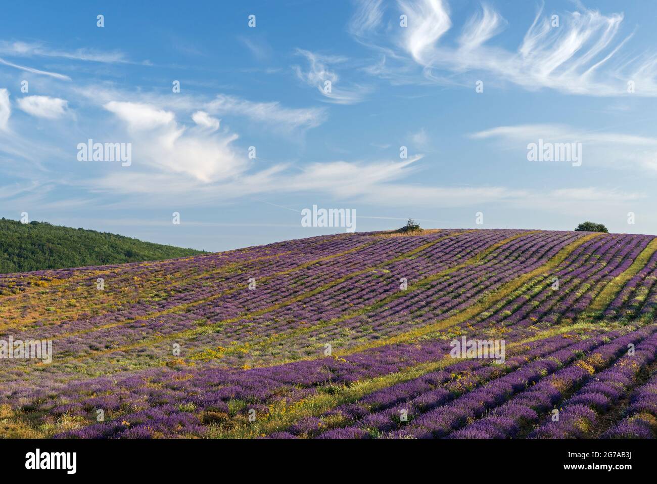 Provence Grass High Resolution Stock Photography and Images - Alamy