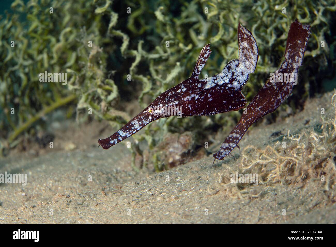 Ghost Pipefish (Solenostomus cyanopterus). Underwater world of the ...