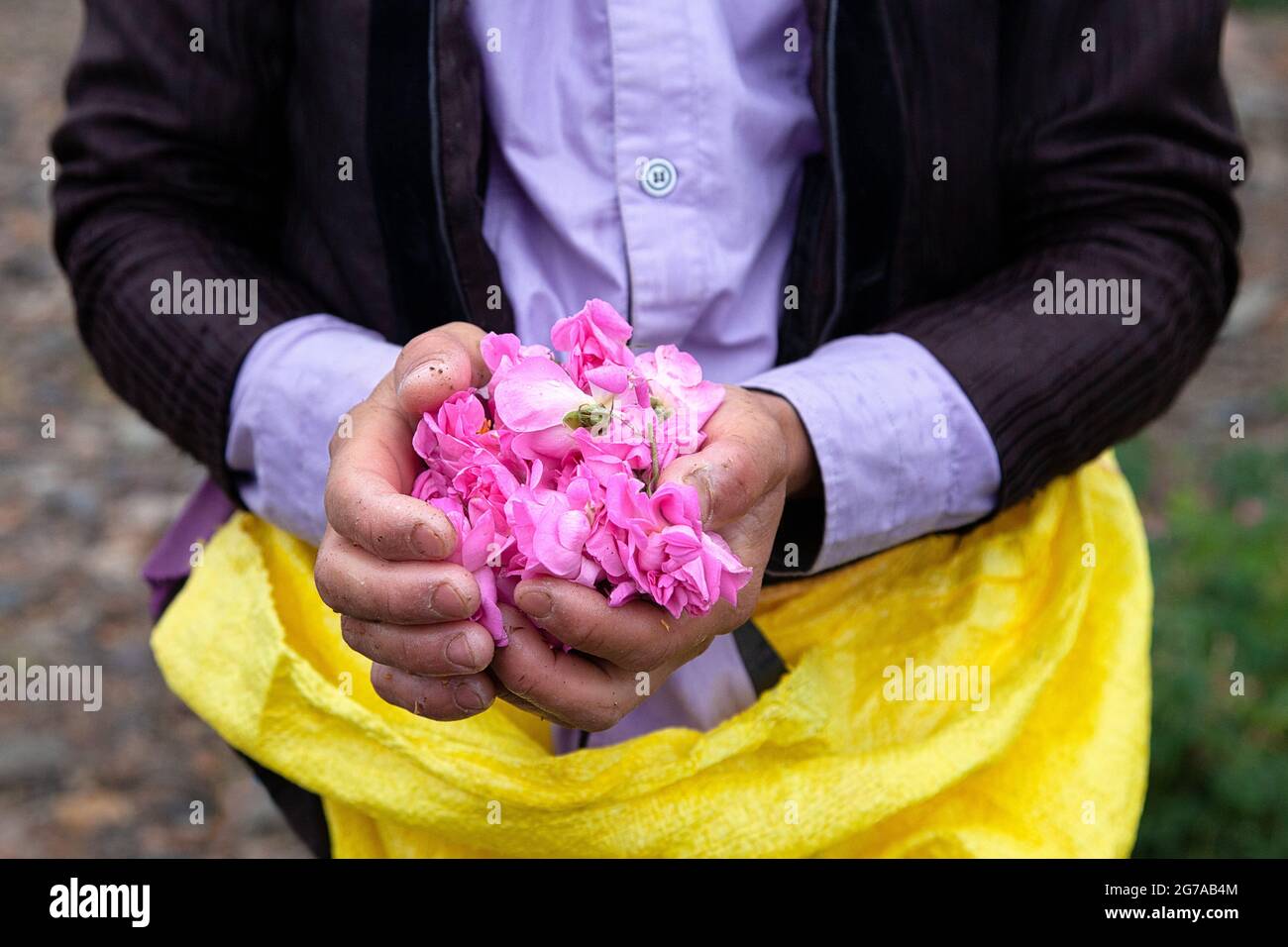 To make rose water and rose oil, men and women in Iran go to the fields ...