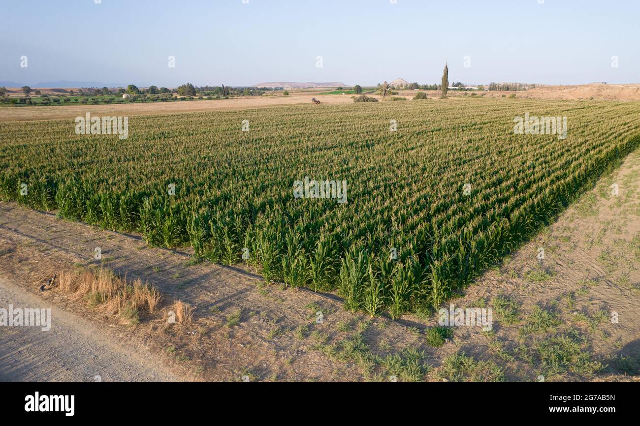 Aerial view with a drone of a green corn field in Cyprus. Agriculture ...