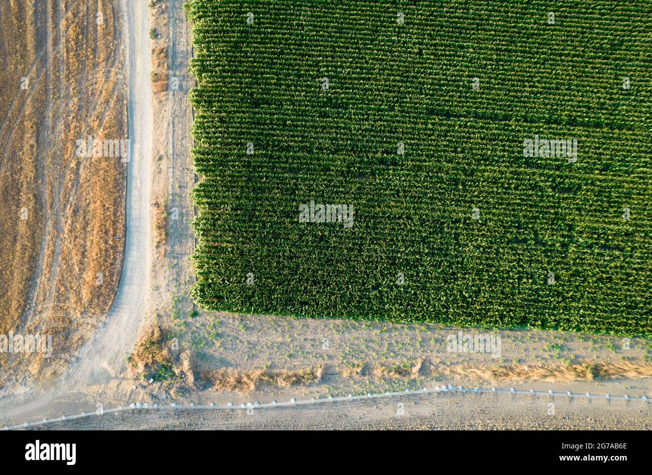 Corn field plantation aerial hi-res stock photography and images - Alamy