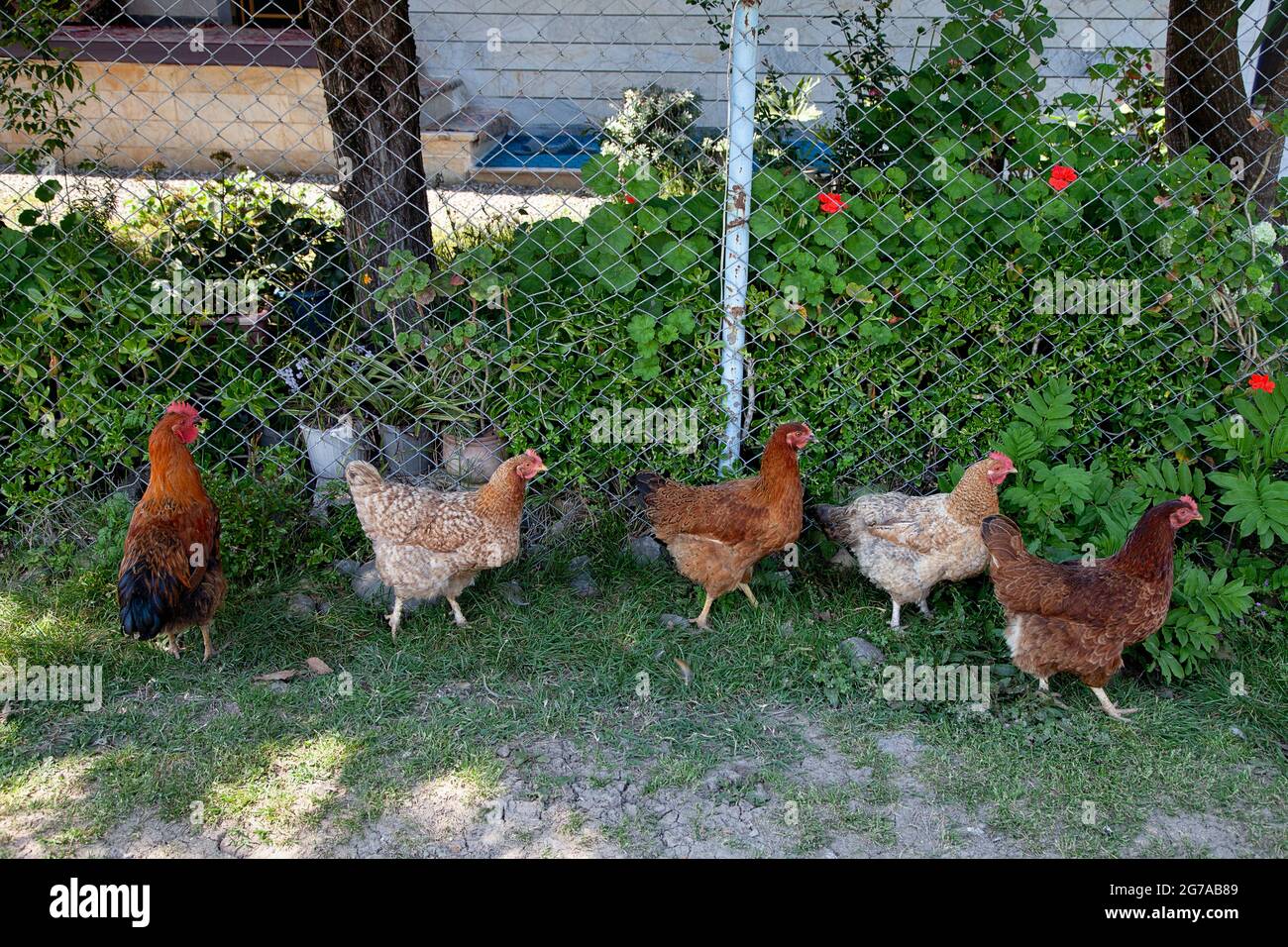 Chickens in Northern Iran, Gilan Province Stock Photo - Alamy
