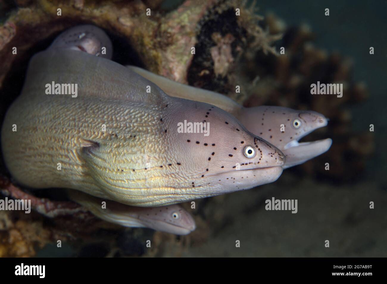 Geometric moray (Gymnothorax griseus). Underwater world of coral reef ...