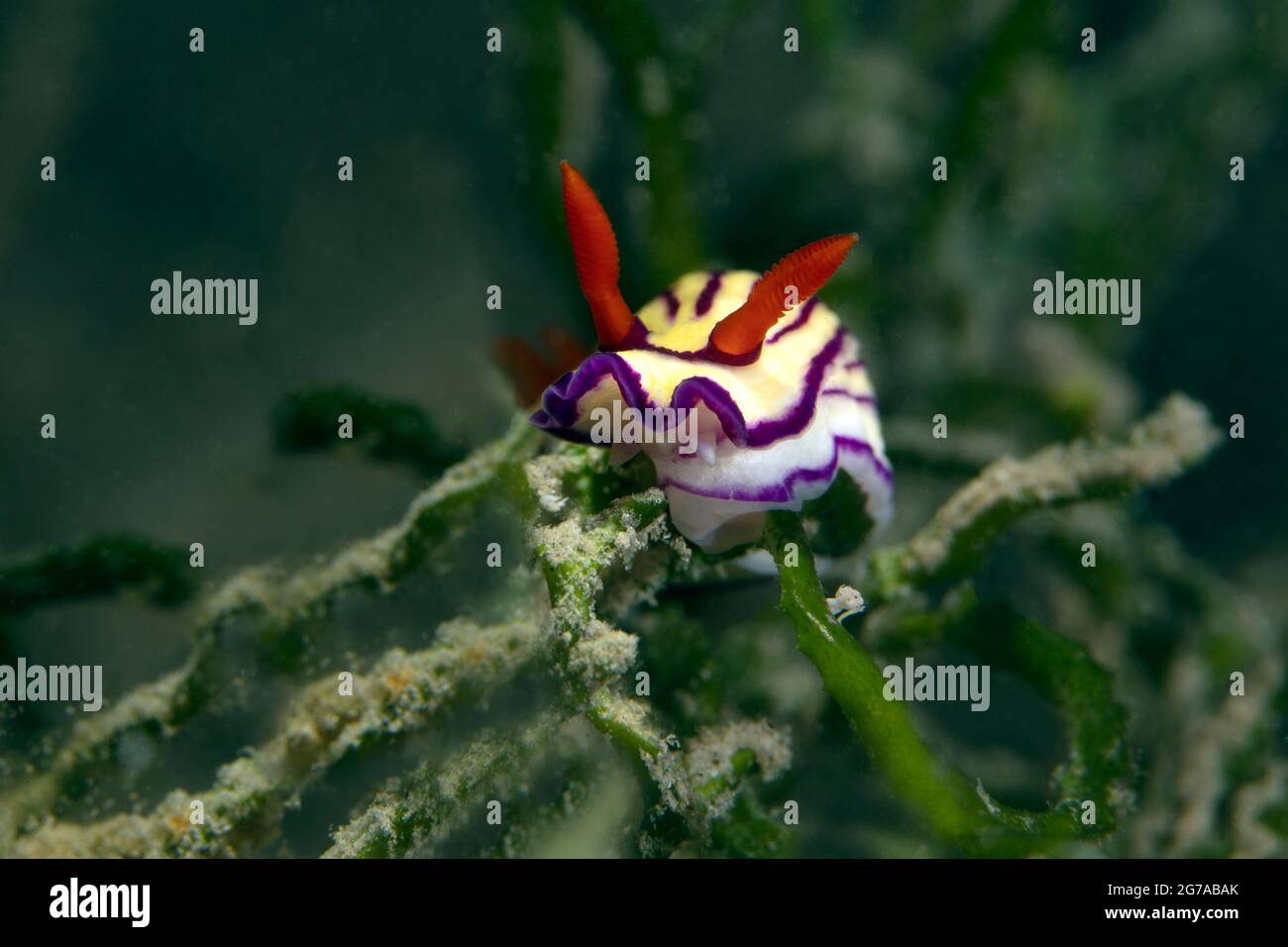 Striped nudibranch hi-res stock photography and images - Alamy