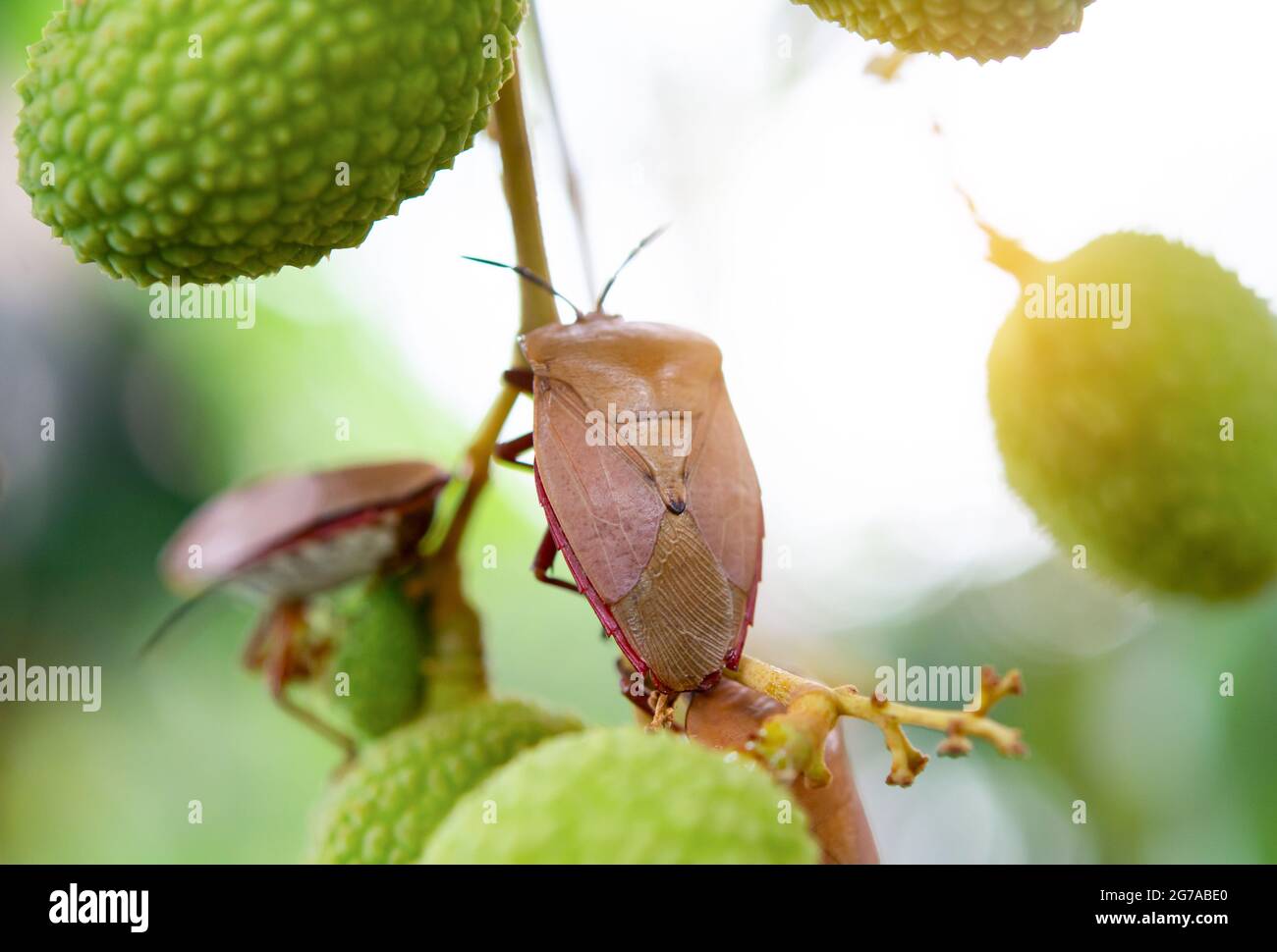 Brown marmorated stink bug (Halyomorpha halys) on green lychee fruits ...