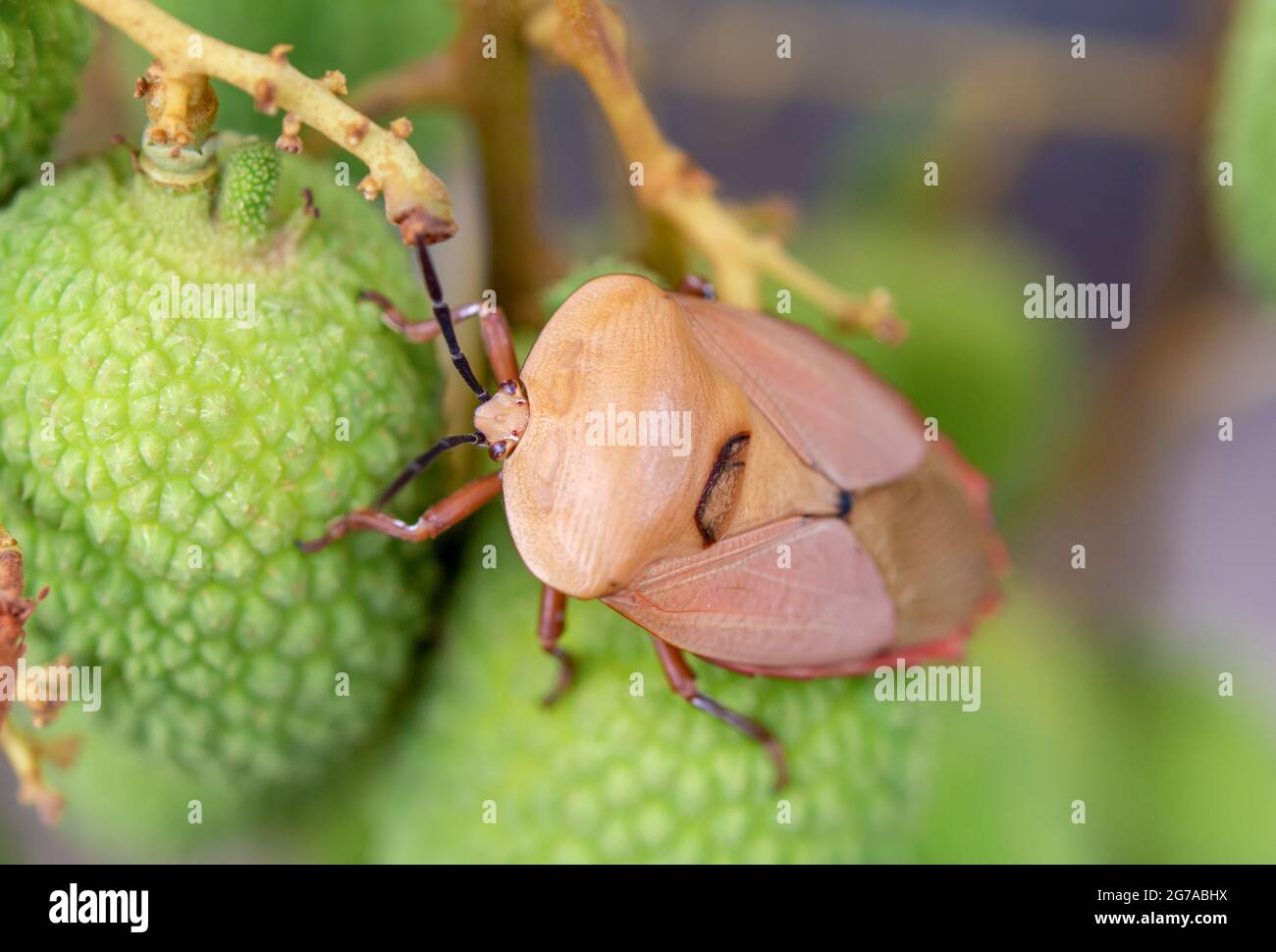 Lychee stink bug hi-res stock photography and images - Alamy