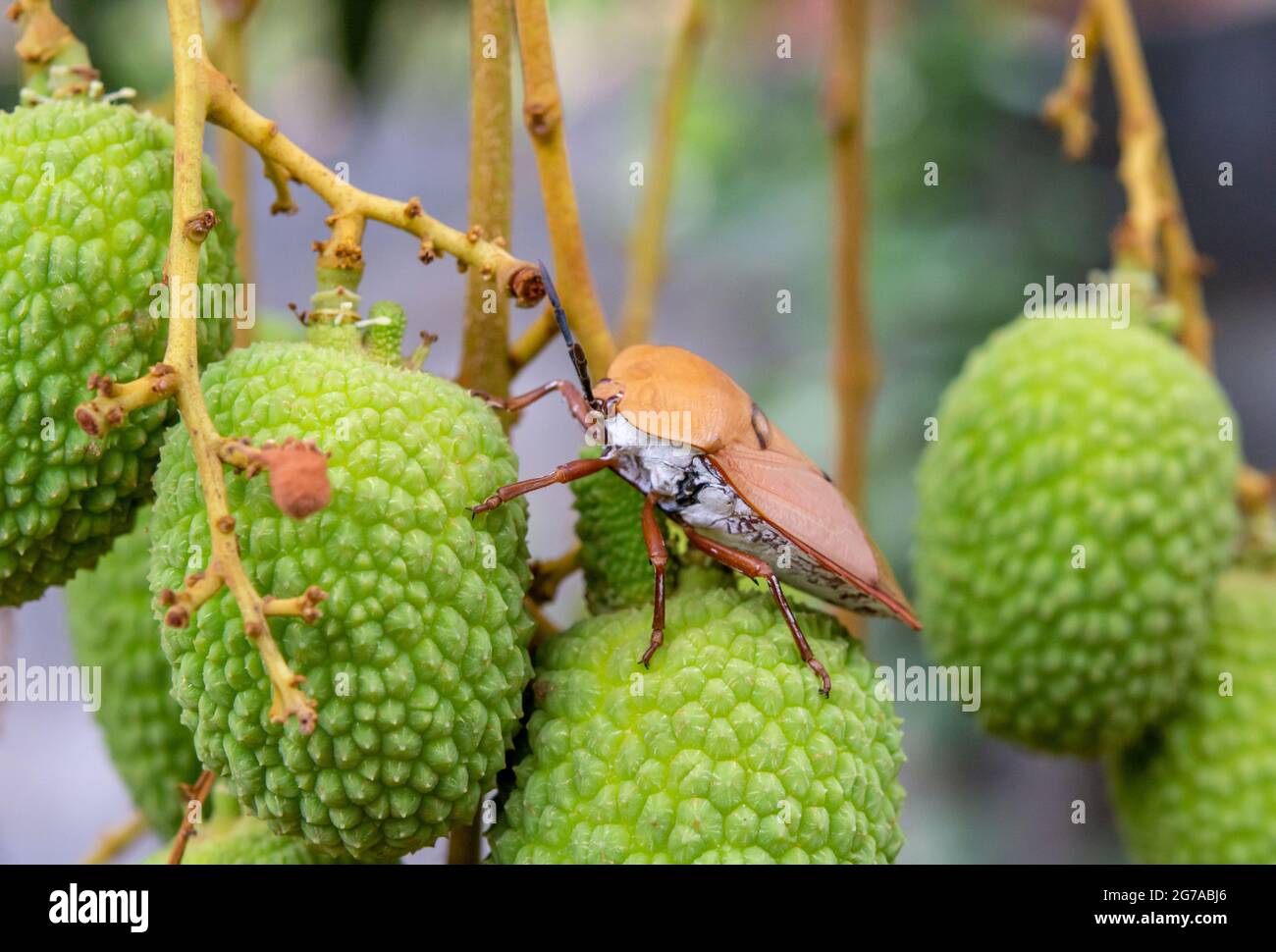 Brown marmorated stink bug (Halyomorpha halys) on green lychee fruits ...