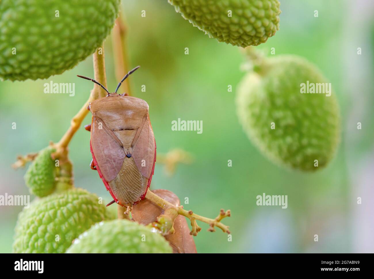 Lychee bug hi-res stock photography and images - Alamy