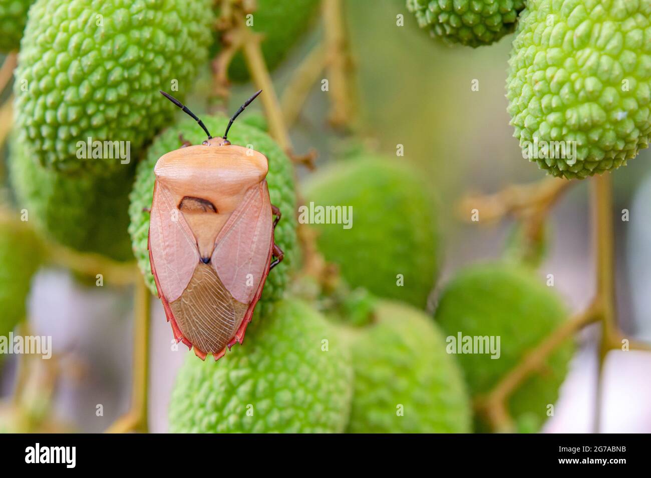 Lychee bug hi-res stock photography and images - Alamy