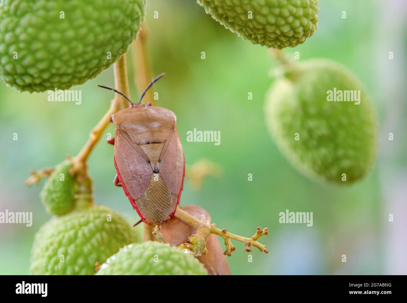 Lychee bug hi-res stock photography and images - Alamy