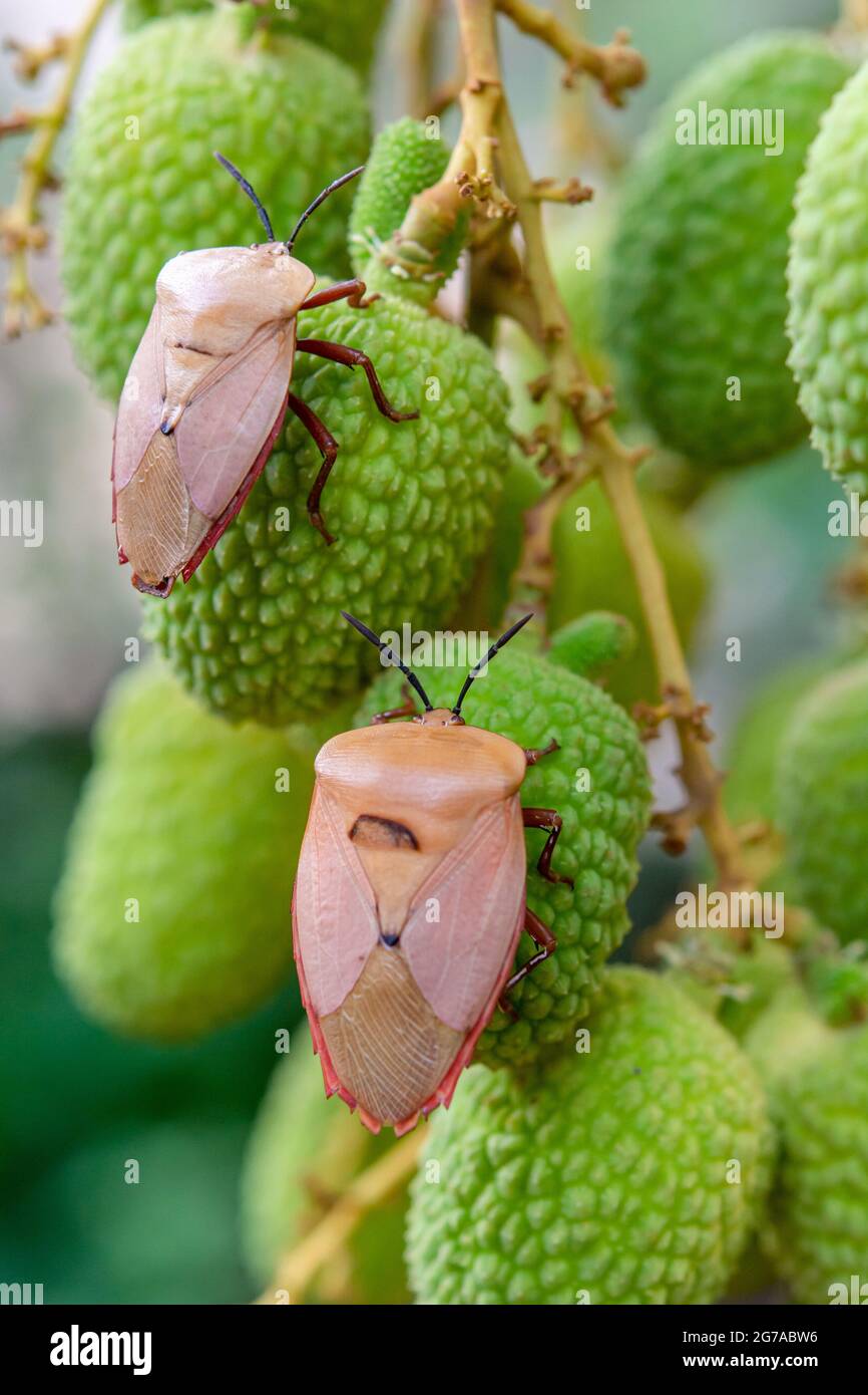 Brown marmorated stink bug (Halyomorpha halys) on green lychee fruits ...