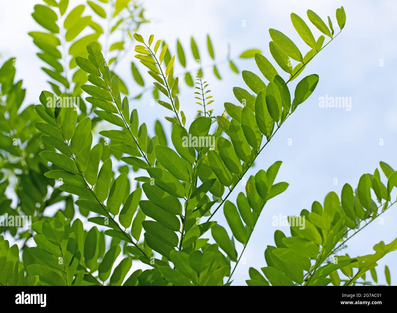 Leaves of Robinia, Robinia pseudoacacia Stock Photo - Alamy