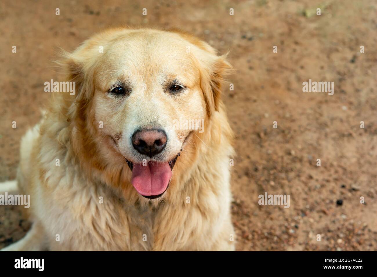 Beautiful cub golden retriever hi-res stock photography and images - Alamy