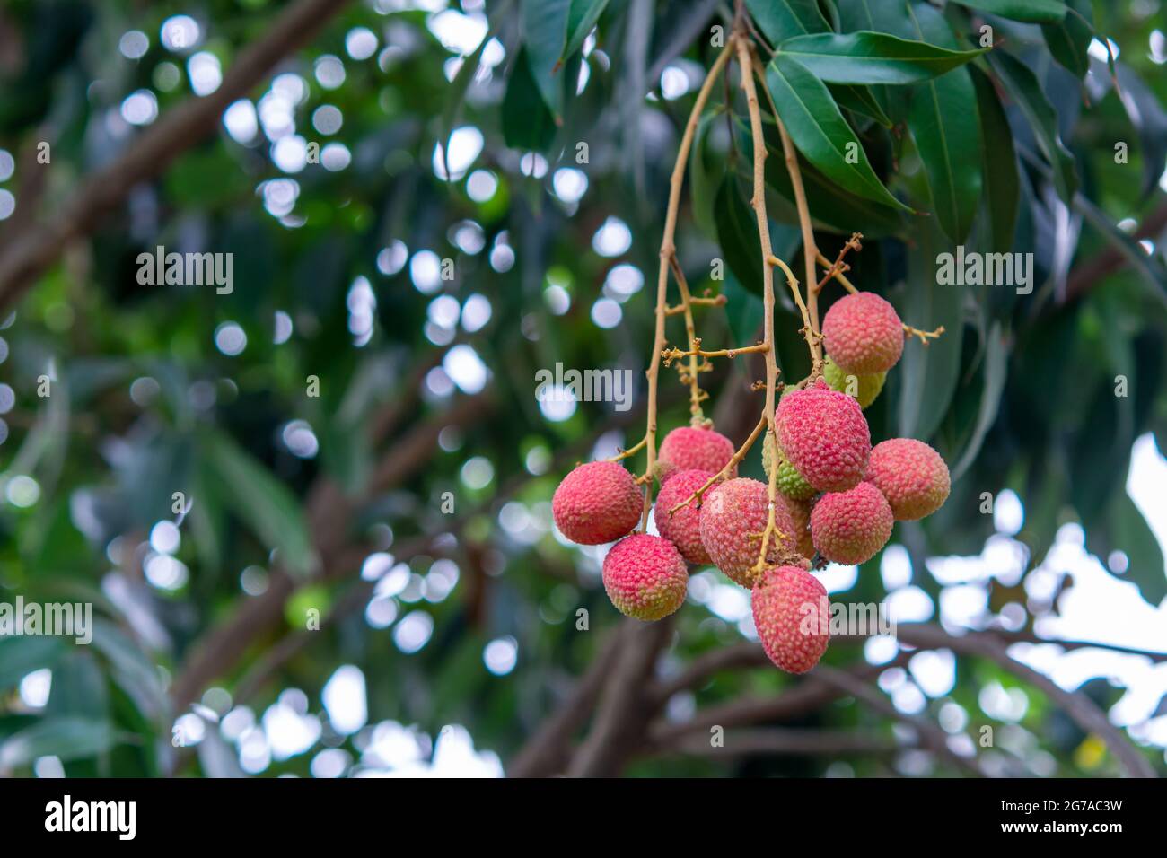 Fruits lichi tree hi-res stock photography and images - Alamy