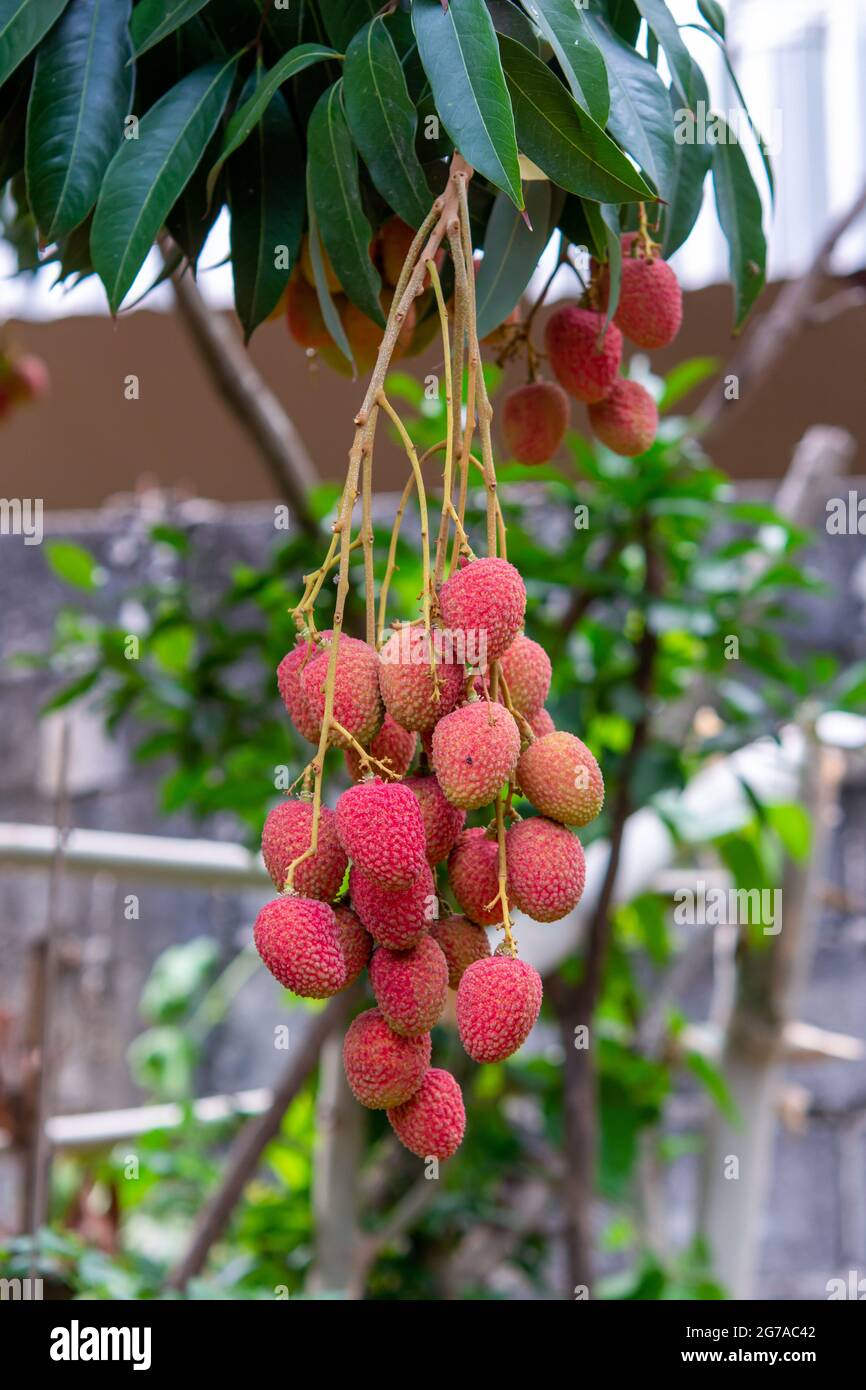 Lychee season hi-res stock photography and images - Alamy