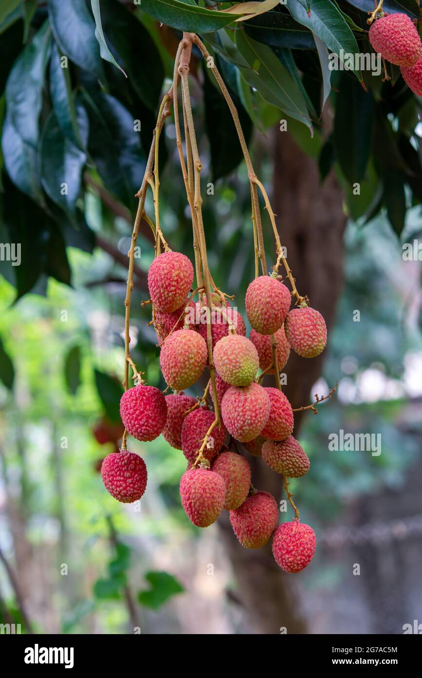 Fruits lichi tree hi-res stock photography and images - Alamy
