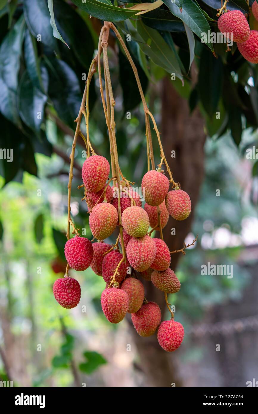 Thailand lichi fruits hi-res stock photography and images - Alamy