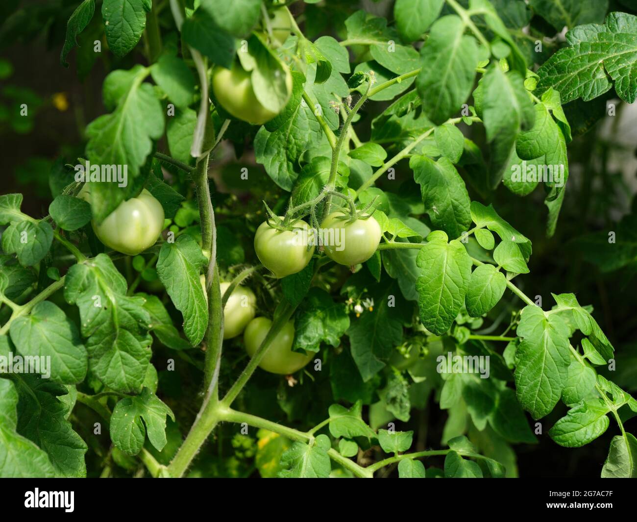 Small green tomatoes growing on a bush. Close-up Stock Photo - Alamy