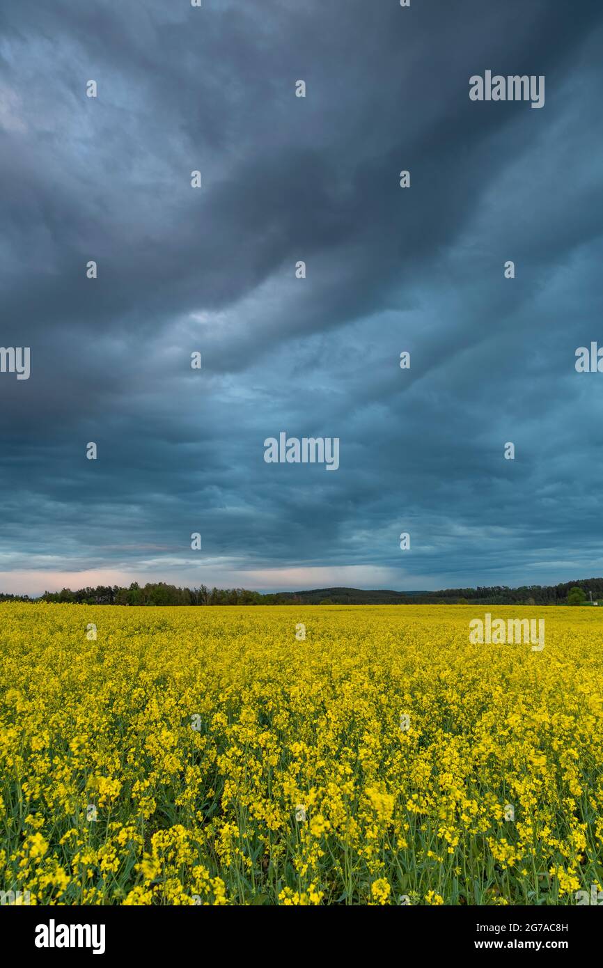 Thunderstorm over a rapeseed field near Jena Stock Photo - Alamy