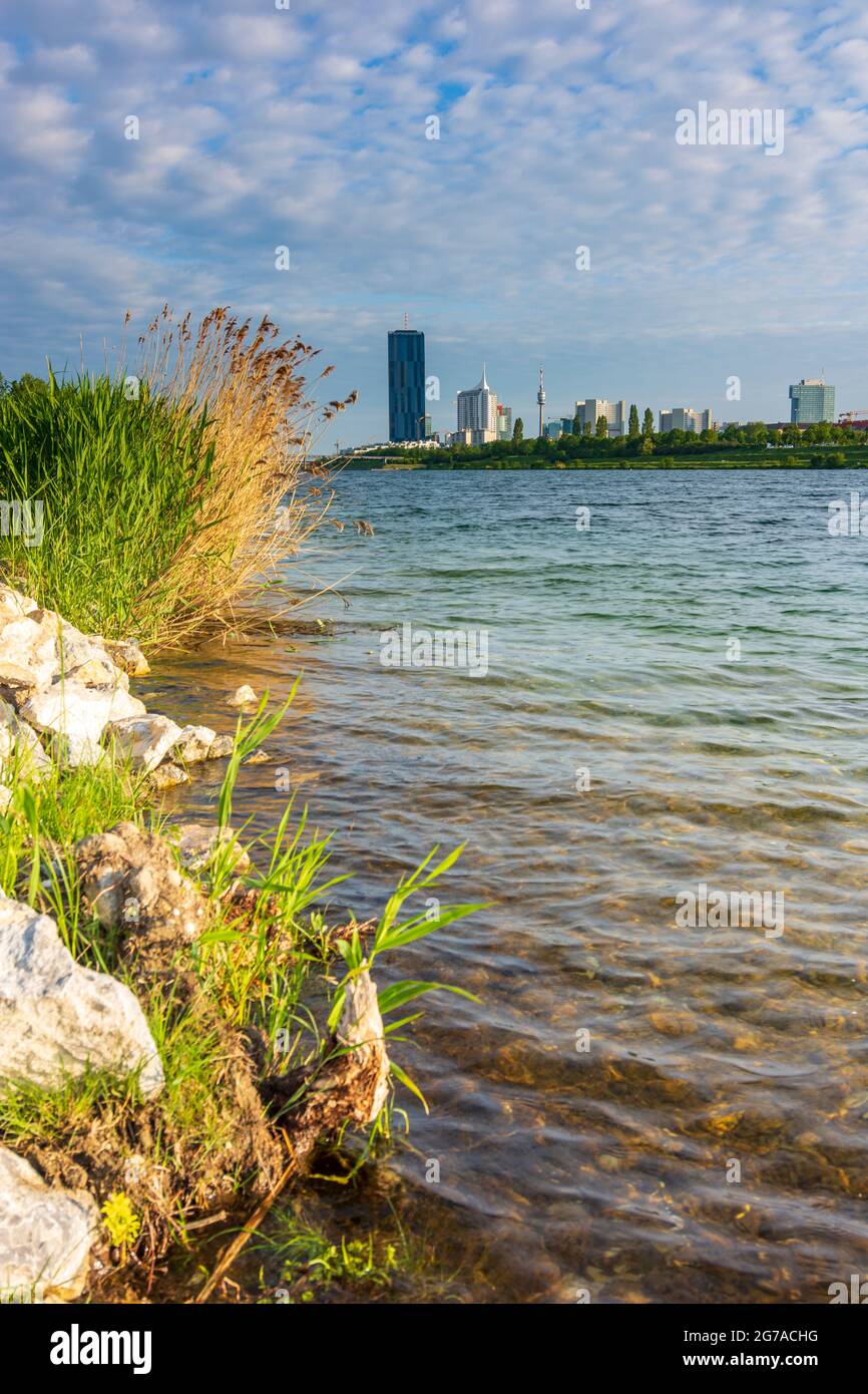 Vienna, river Neue Donau (New Danube), DC Tower 1, Donauturm, reed in ...