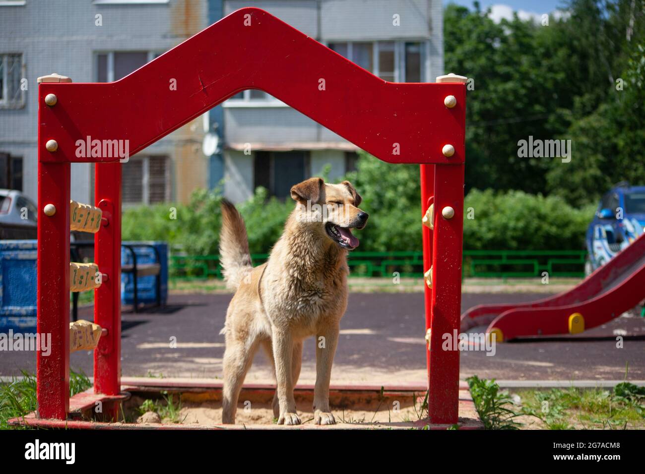 A dog in a children's sandbox. A stray dog in the playground. Cheerful ...