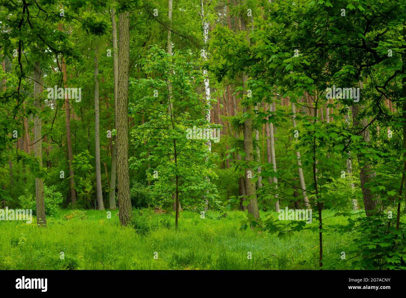 Beautiful green mixed forest in spring in germany hi-res stock ...
