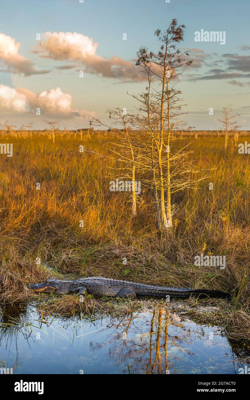 Alligator (Alligator mississipiensis) Dwarf Cypress Forest, The ...
