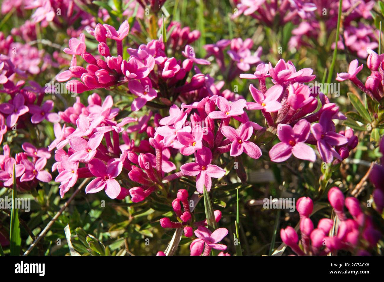 Daphne stone hi-res stock photography and images - Alamy