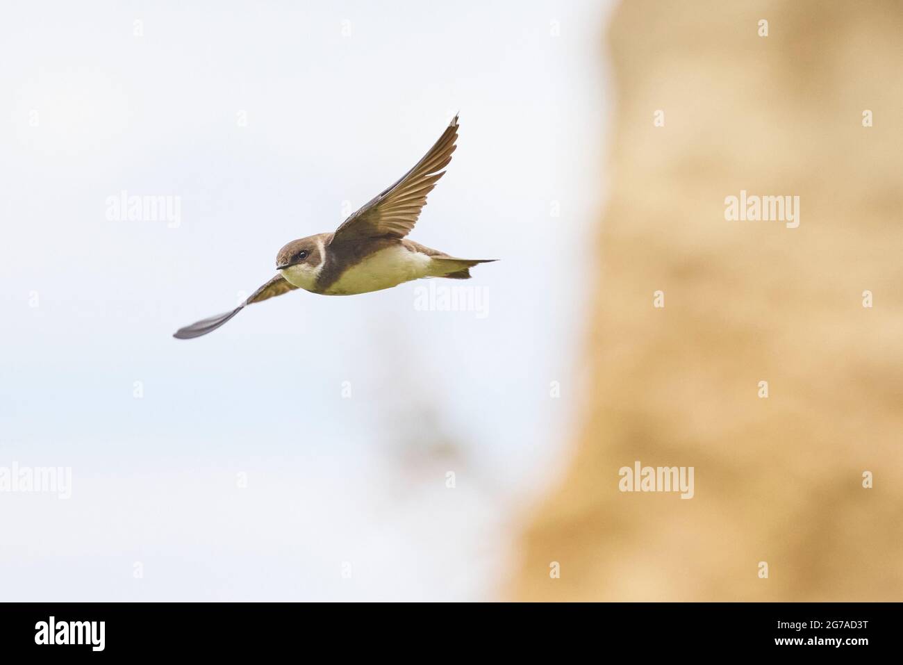 Sand martin, Riparia riparia Stock Photo - Alamy