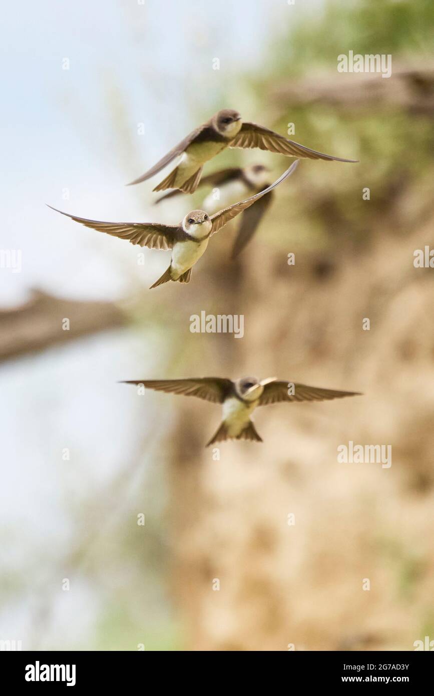 Sand martin, Riparia riparia Stock Photo - Alamy