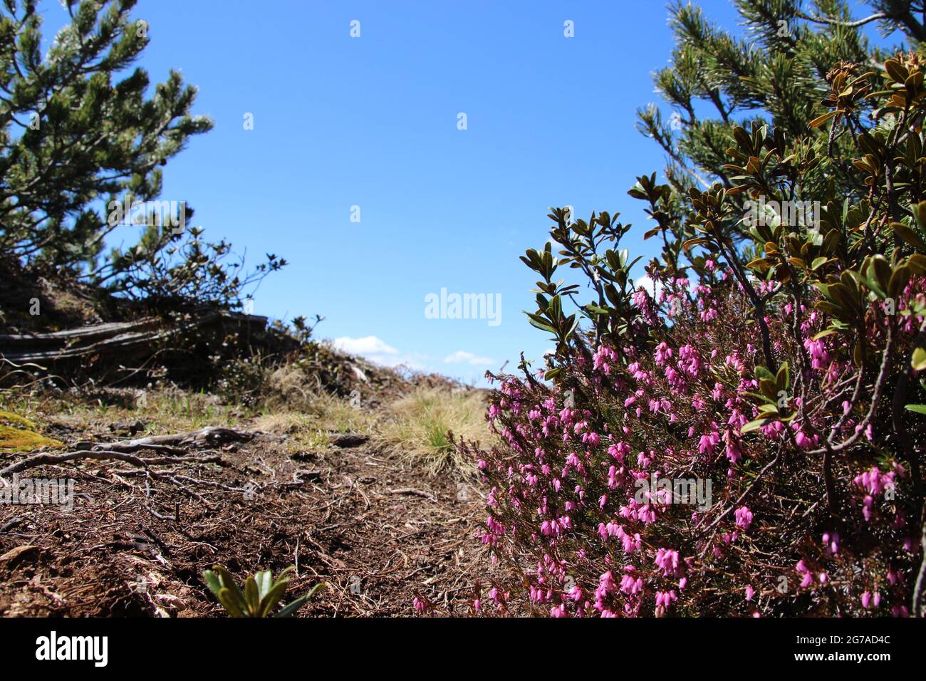 Besenheide on gamseck above the mittenwalder hutte hi-res stock ...