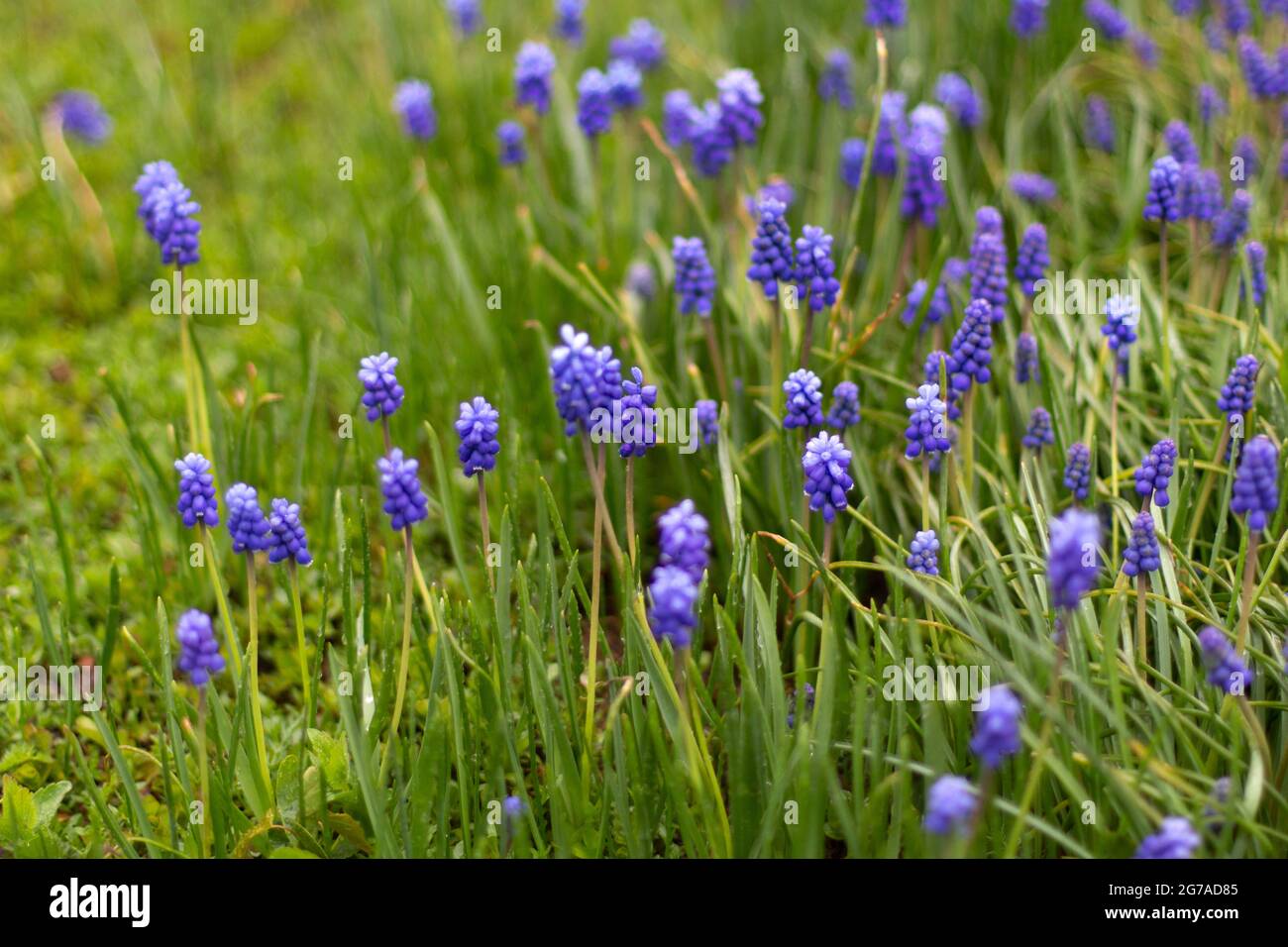 Purple flowers on the swamp. Beautiful plants in summer. A natural ...
