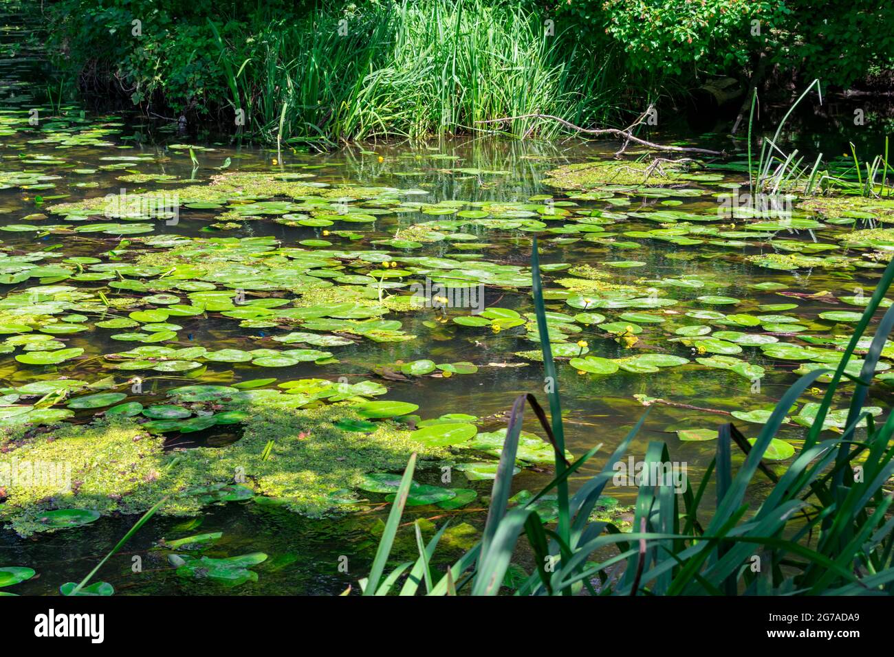 A pond with yellow water lilies surrounded by forest. Tranquil nature ...