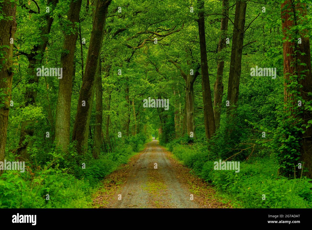 Forest road in spring in germany, all trees and plants in a beautiful ...