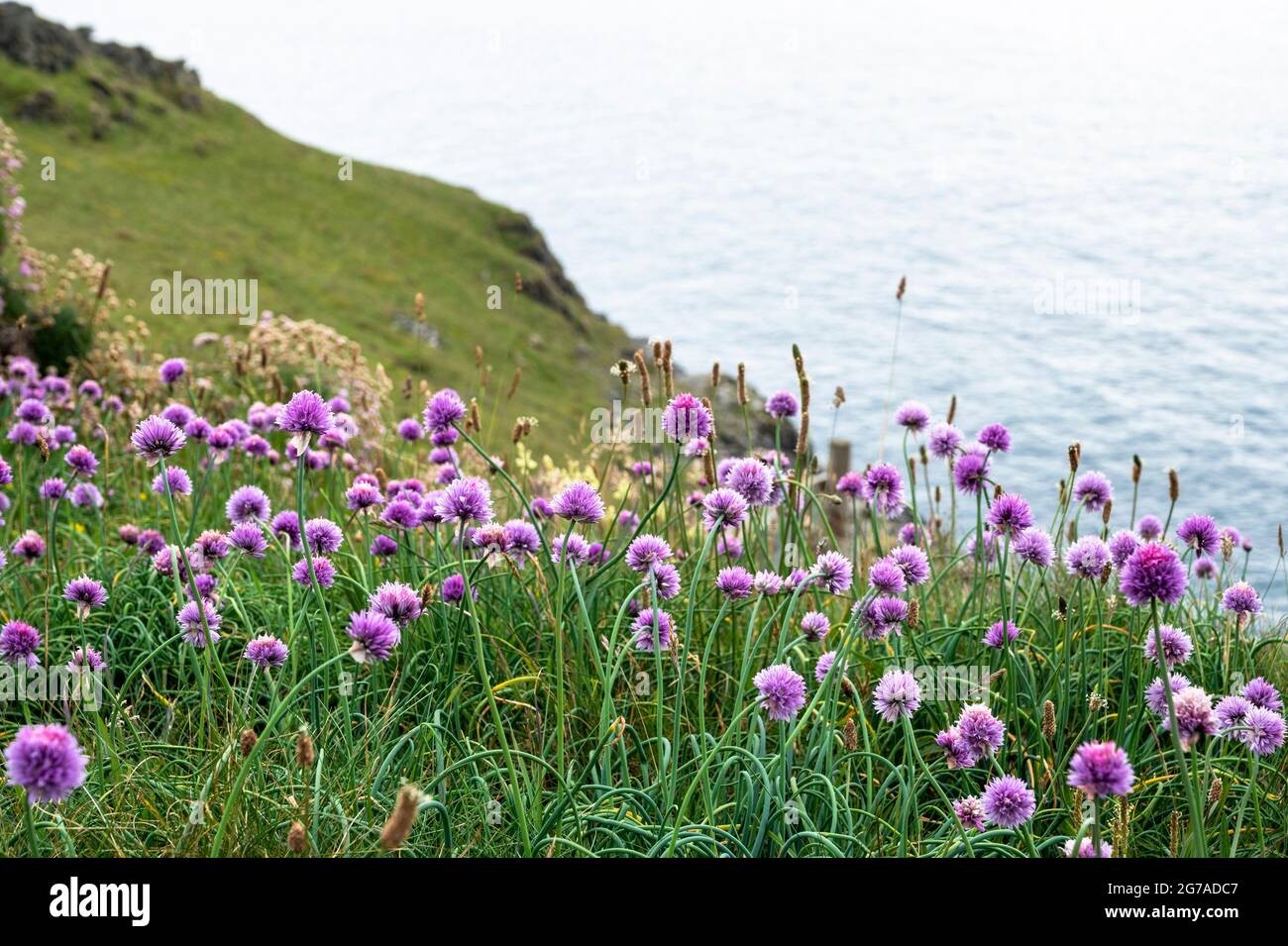 Wild chives cornwall hi-res stock photography and images - Alamy